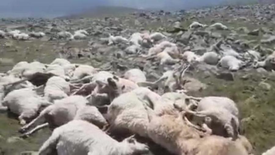 bne IntelliNews - 500 sheep killed by lightning strike in southern Georgia
