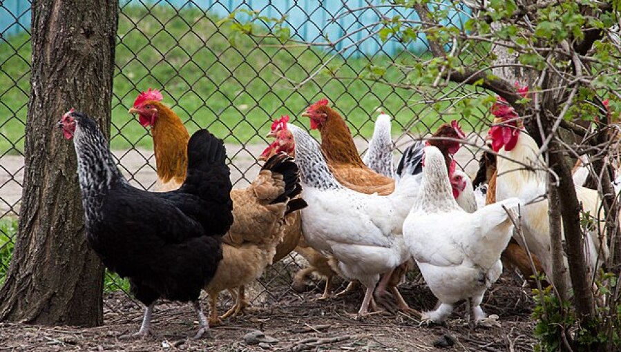 bne IntelliNews - Chicken change: Russian poultry industry hit by sanctions