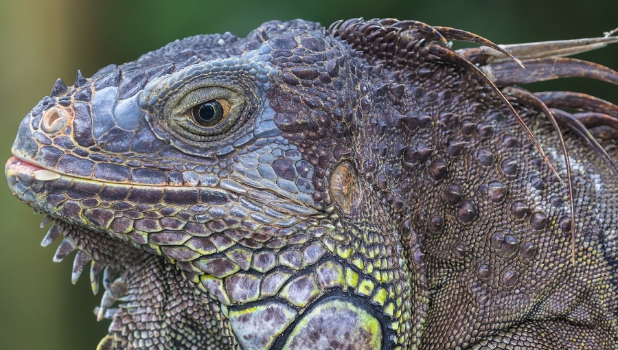 bne IntelliNews - Taiwan set to cull 120,000 green iguanas
