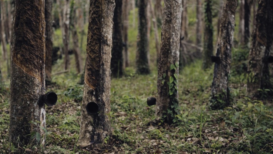 bne IntelliNews - Cambodia sees 15.5% growth in rubber exports, earning ...