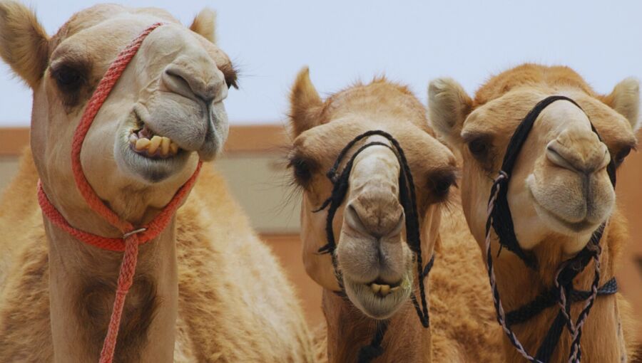 bne IntelliNews - Saudi Arabia launches pioneering camel studies diploma