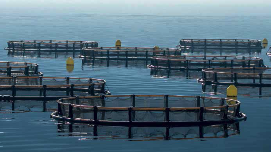 bne IntelliNews - The share of salmon in Russia’s aquaculture is set to ...