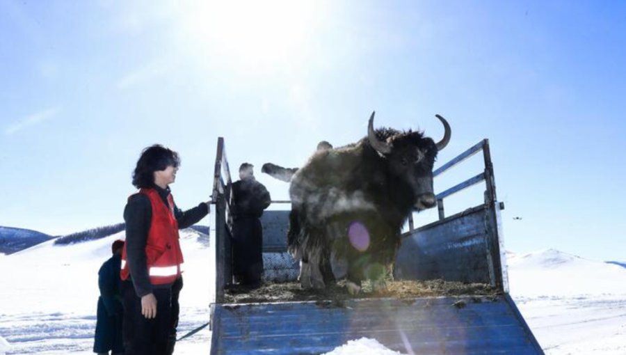 bne IntelliNews - After the dzud