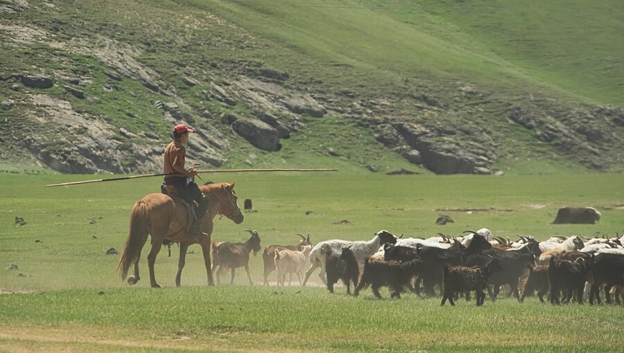 bne IntelliNews - “Silent demise” of world’s vast rangelands threatens ...