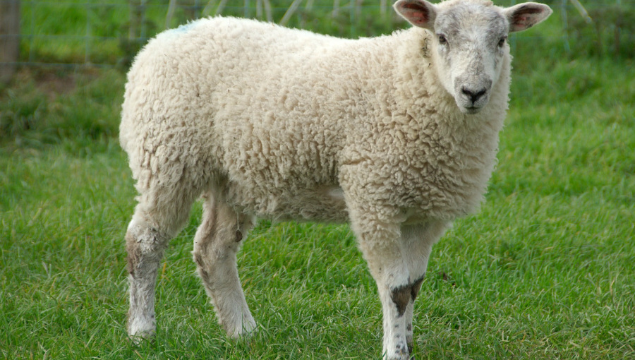 bne IntelliNews - Russian poultry major Damate to expand into lamb