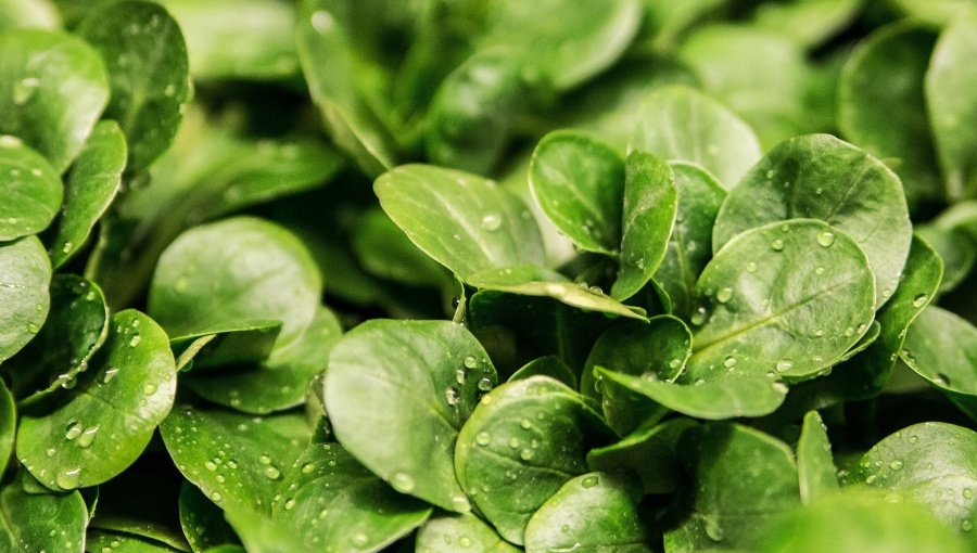 bne IntelliNews - Lithuania’s Leafood developing one of Europe’s ...