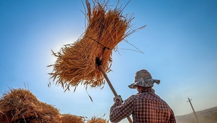 bne IntelliNews - Persistent drought to make Iran big wheat importer ...