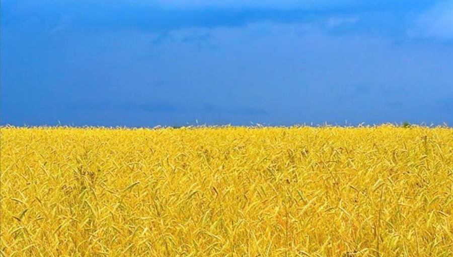 bne IntelliNews - Ukraine launches its land market