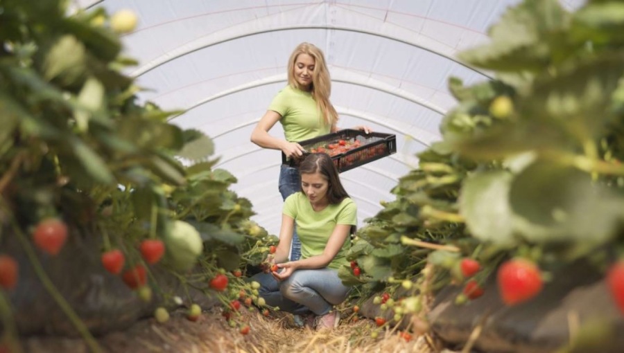 bne IntelliNews - Ukraine’s fruit and berry exports expected to boom ...